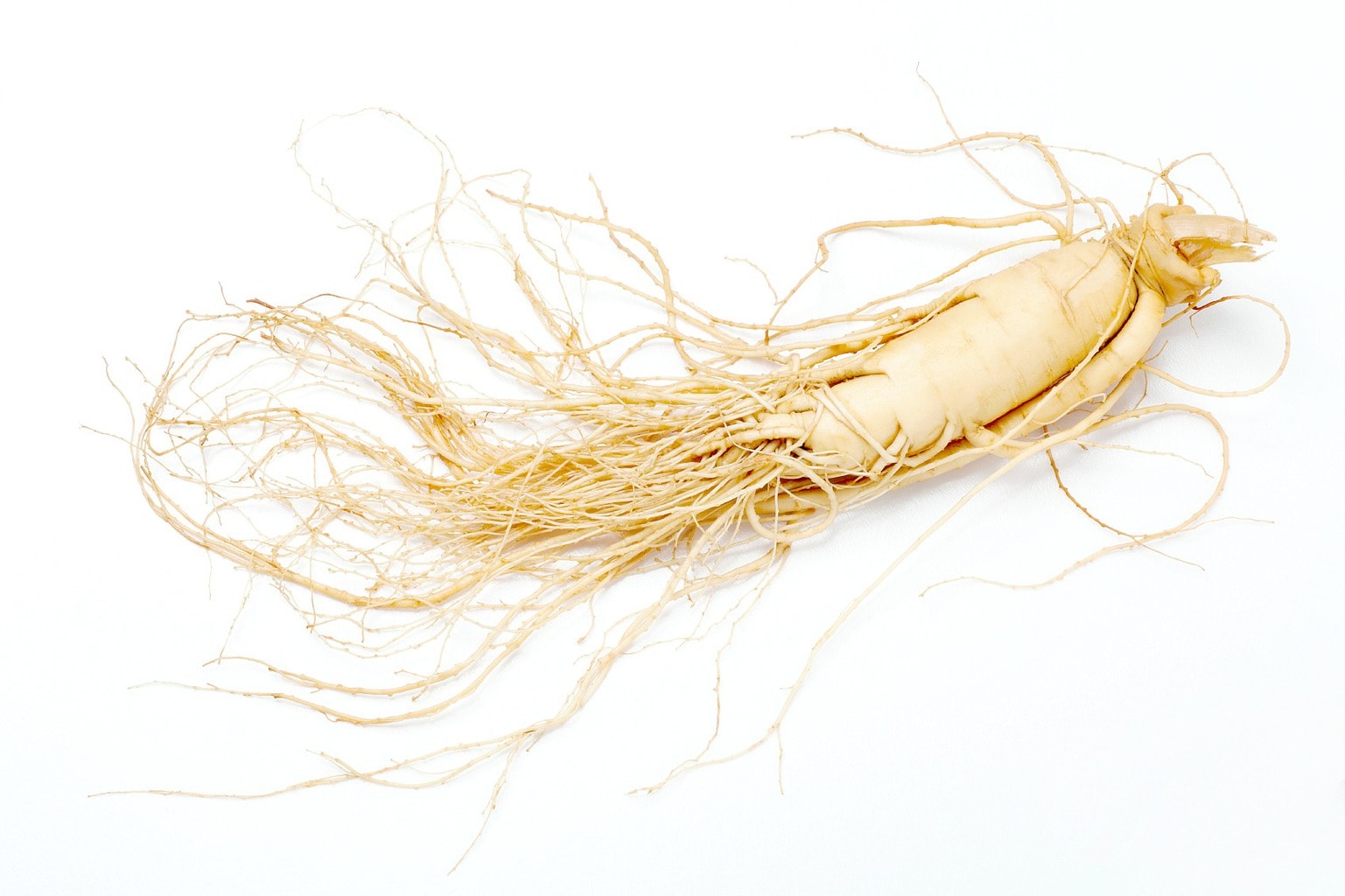 Ginseng